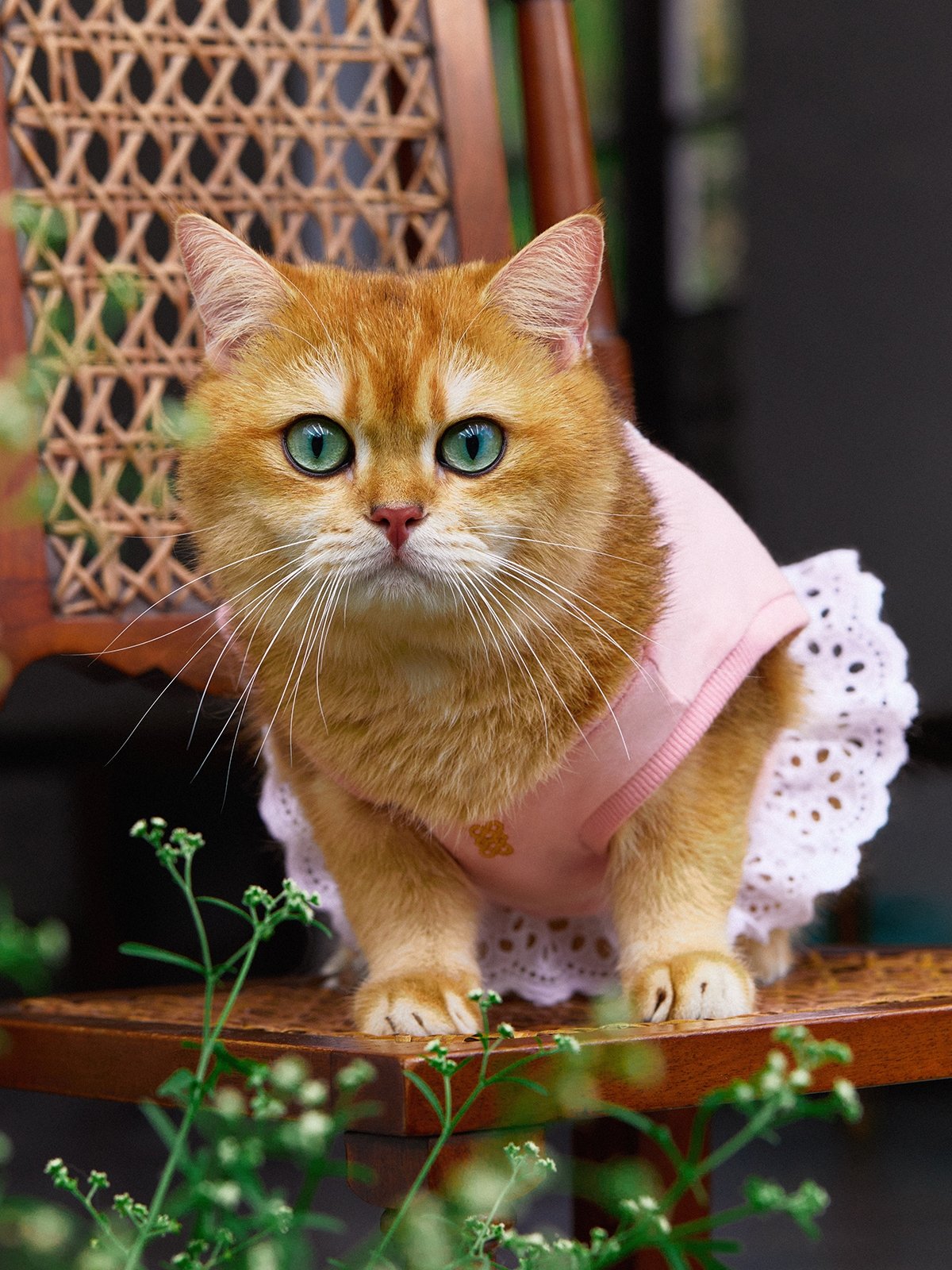 Pawmelo Dog and Cat Lace Trim Top - Pink - Pomelo Fashion